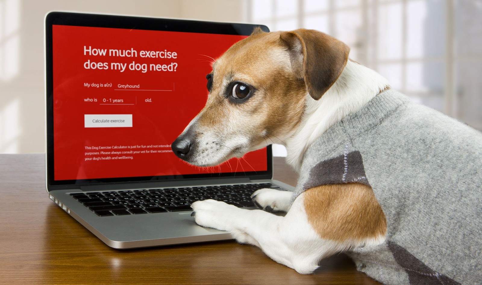 How Much Exercise Does My Puppy Need Calculator How Much Exercise Does My Puppy Need Calculator